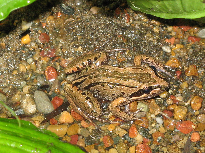Striped Marsh Frog | Friends of Native Wildlife Inc.